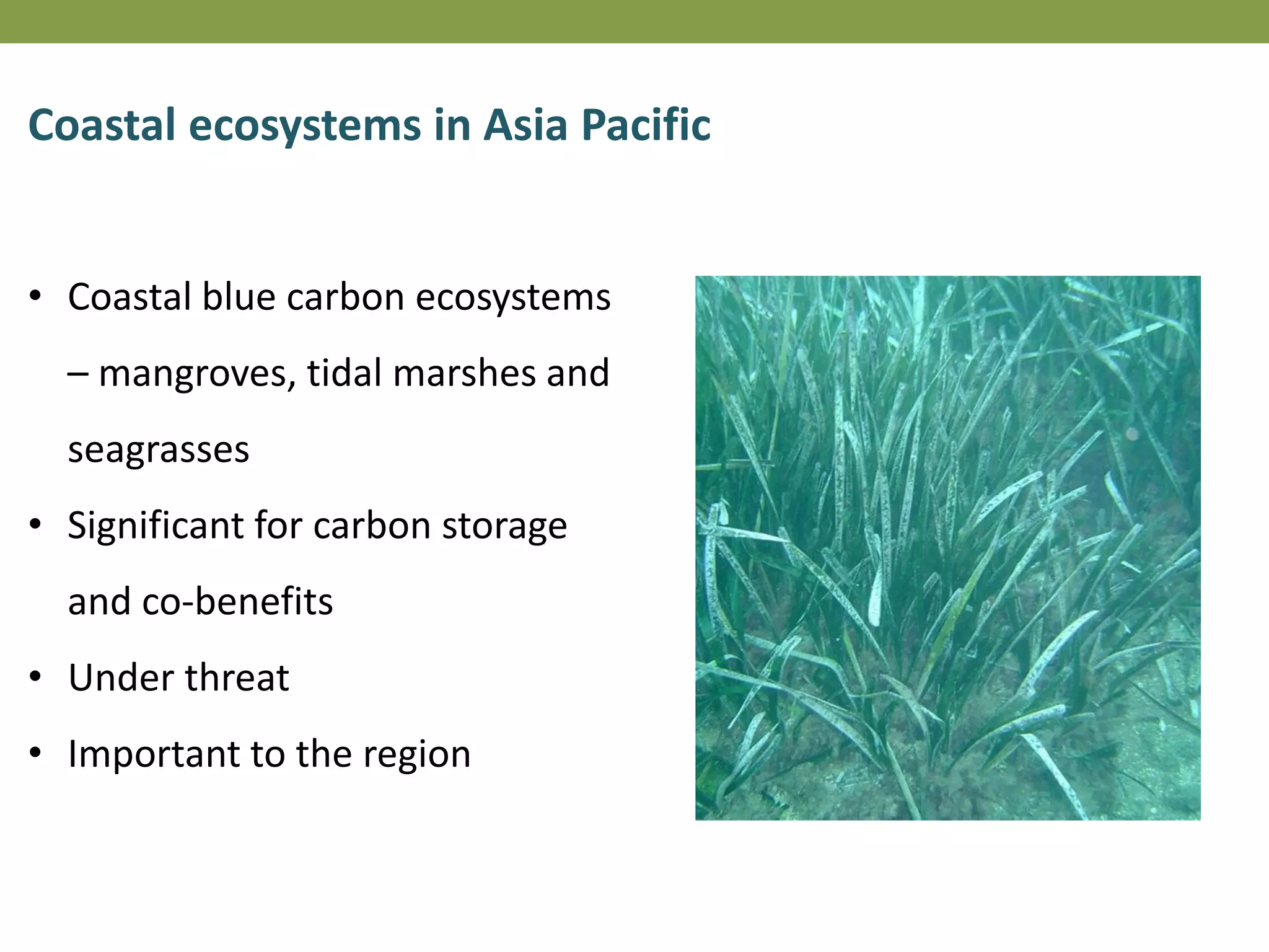 Mangroves and blue carbon | PDF