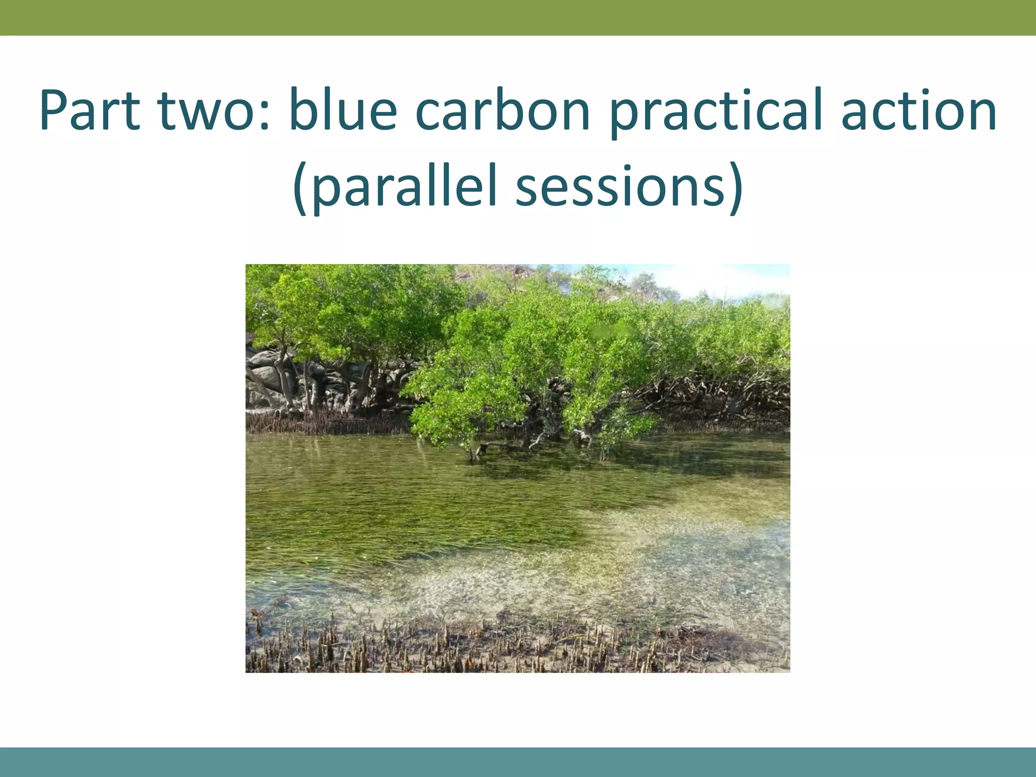 Mangroves and blue carbon | PDF
