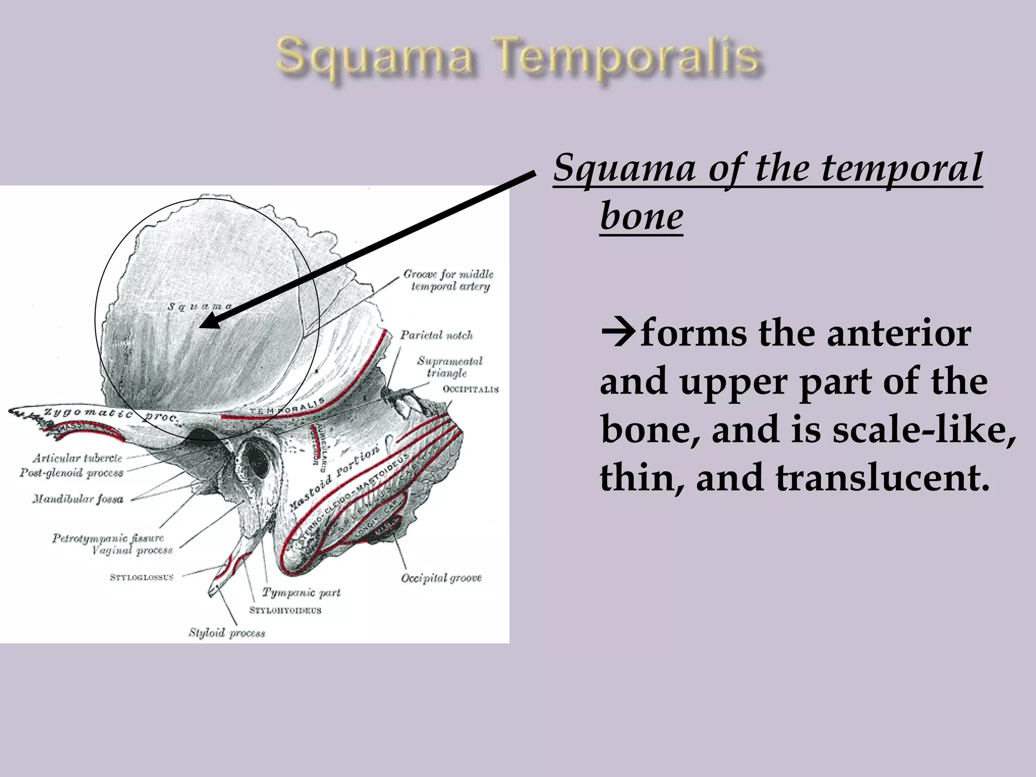 9.the skull,scalp, face, and cranial cavity.pptx