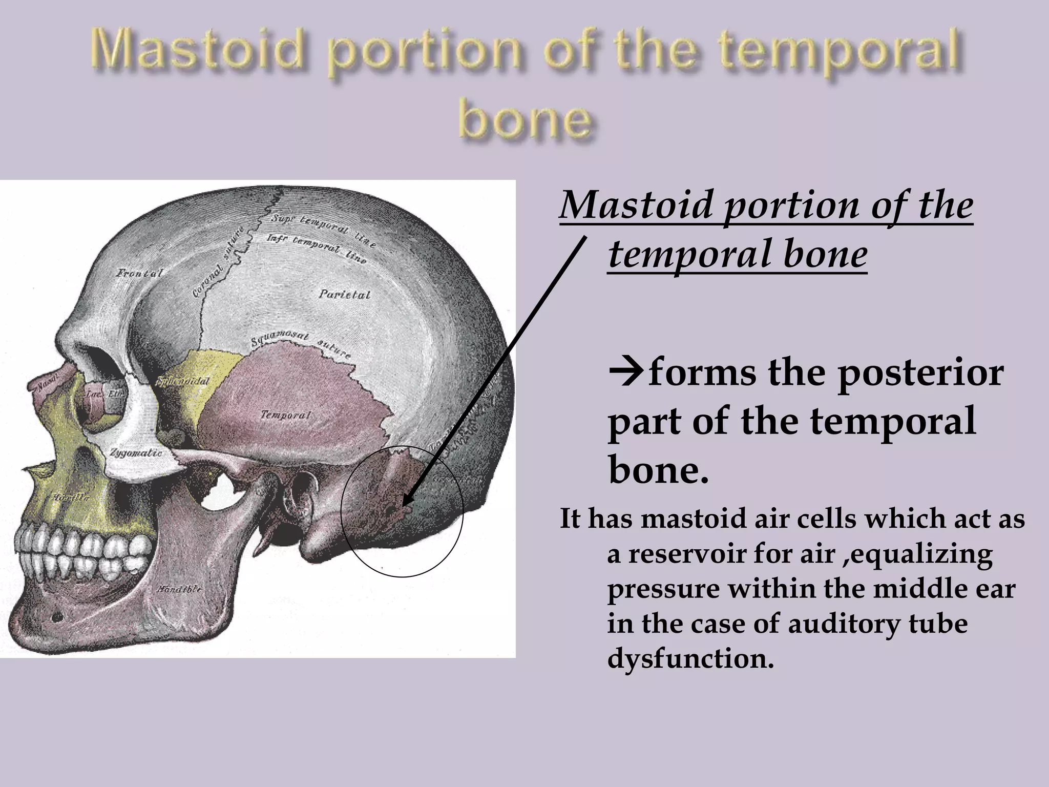 9.the skull,scalp, face, and cranial cavity.pptx
