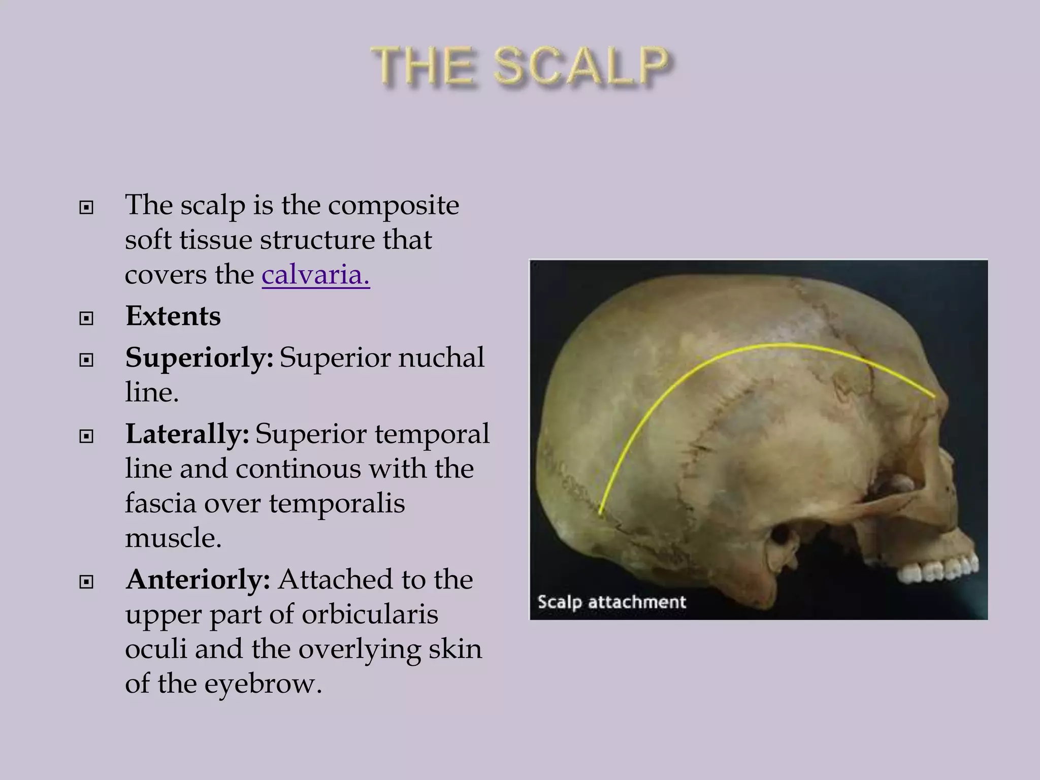 9.the skull,scalp, face, and cranial cavity.pptx