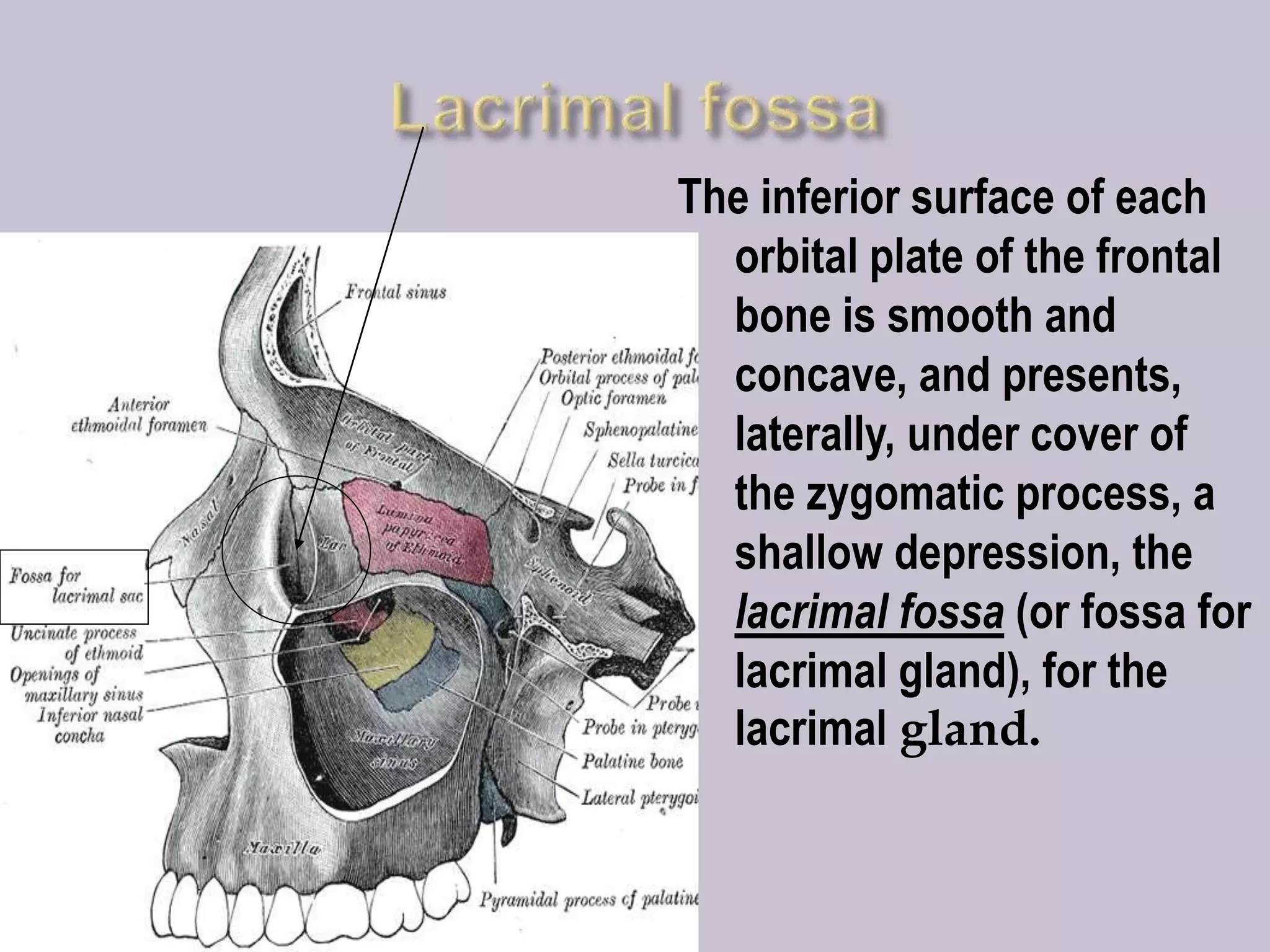 9.the skull,scalp, face, and cranial cavity.pptx