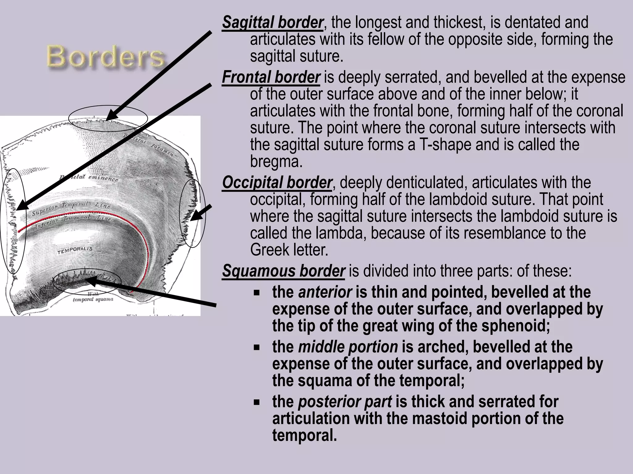 9.the skull,scalp, face, and cranial cavity.pptx