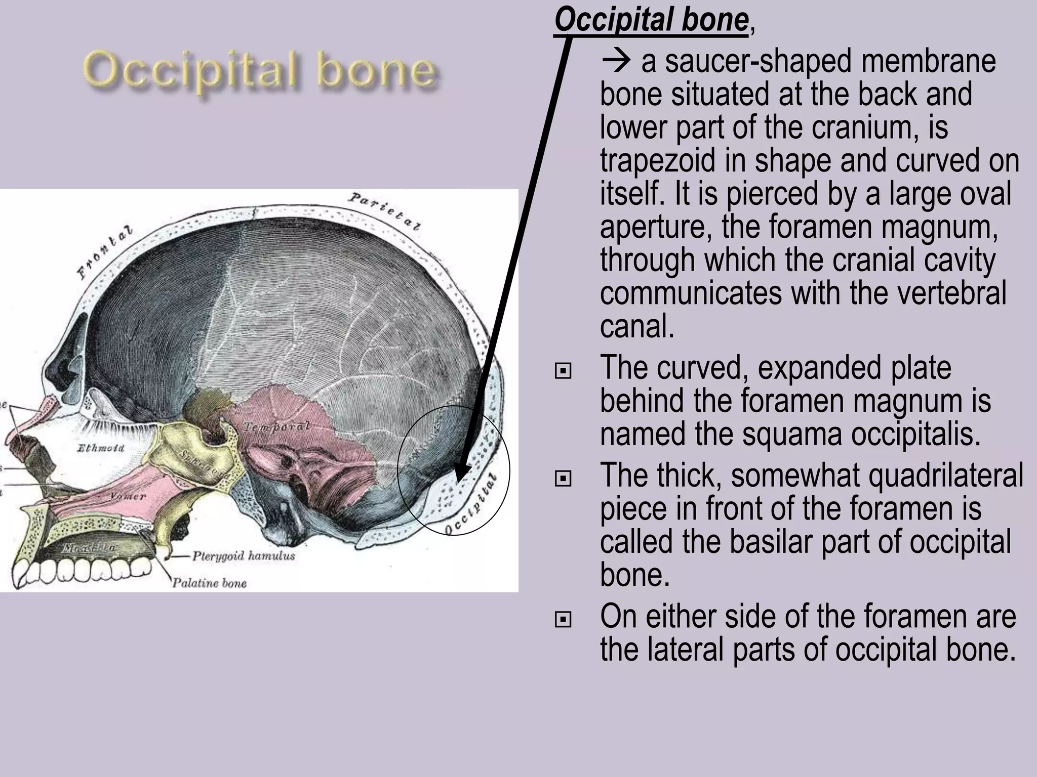 9.the skull,scalp, face, and cranial cavity.pptx