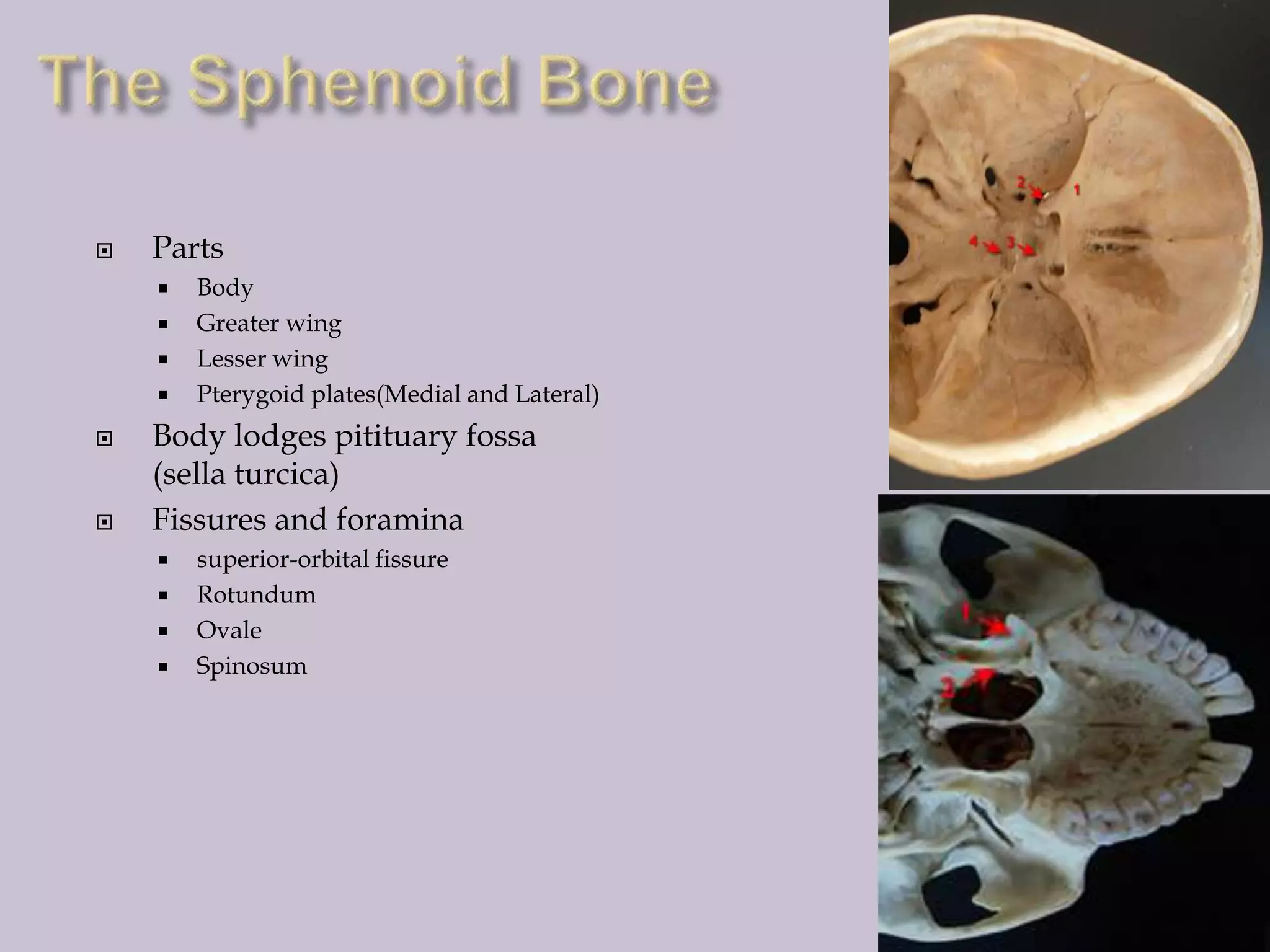 9.the skull,scalp, face, and cranial cavity.pptx