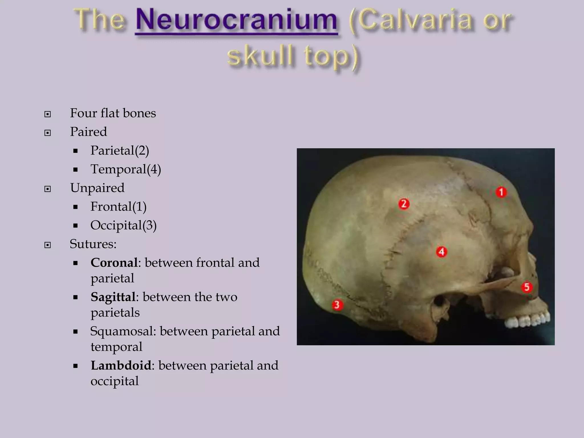 9.the skull,scalp, face, and cranial cavity.pptx