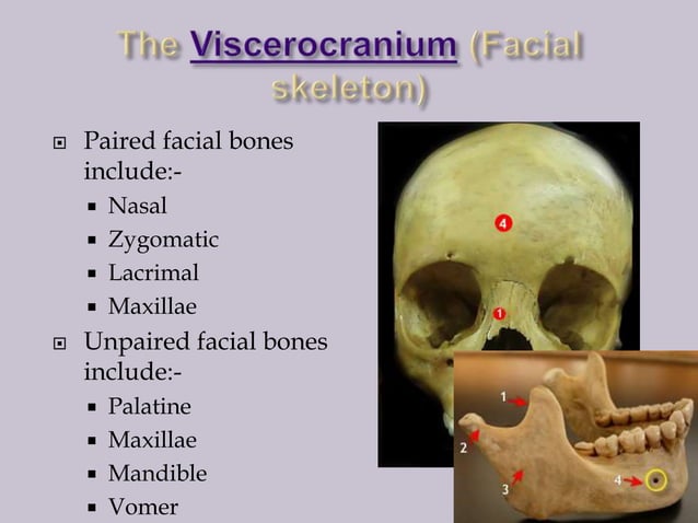 9.the skull,scalp, face, and cranial cavity.pptx