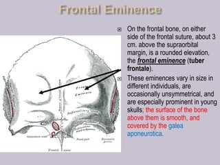 Frontal Eminence
