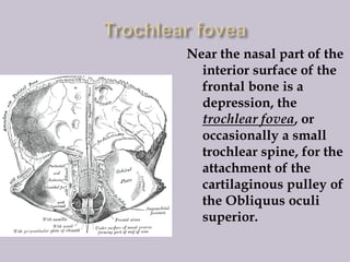 Frontal Bone Trochlear Fovea