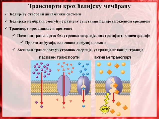 9. Gradja i uloge celijske membrane | PPTX