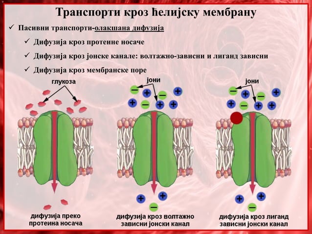 9. Gradja i uloge celijske membrane | PPTX