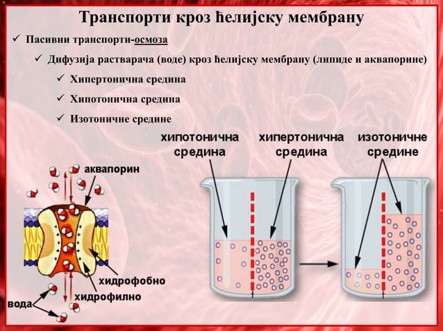 9. Gradja i uloge celijske membrane | PPTX