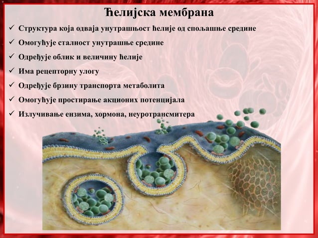 9. Gradja i uloge celijske membrane | PPT
