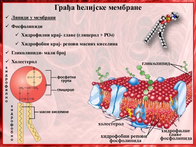 9. Gradja i uloge celijske membrane