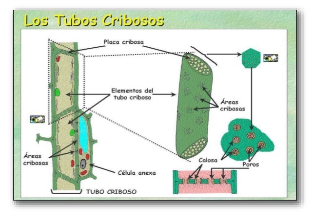 9.2.Transporte en el floema de las plantas