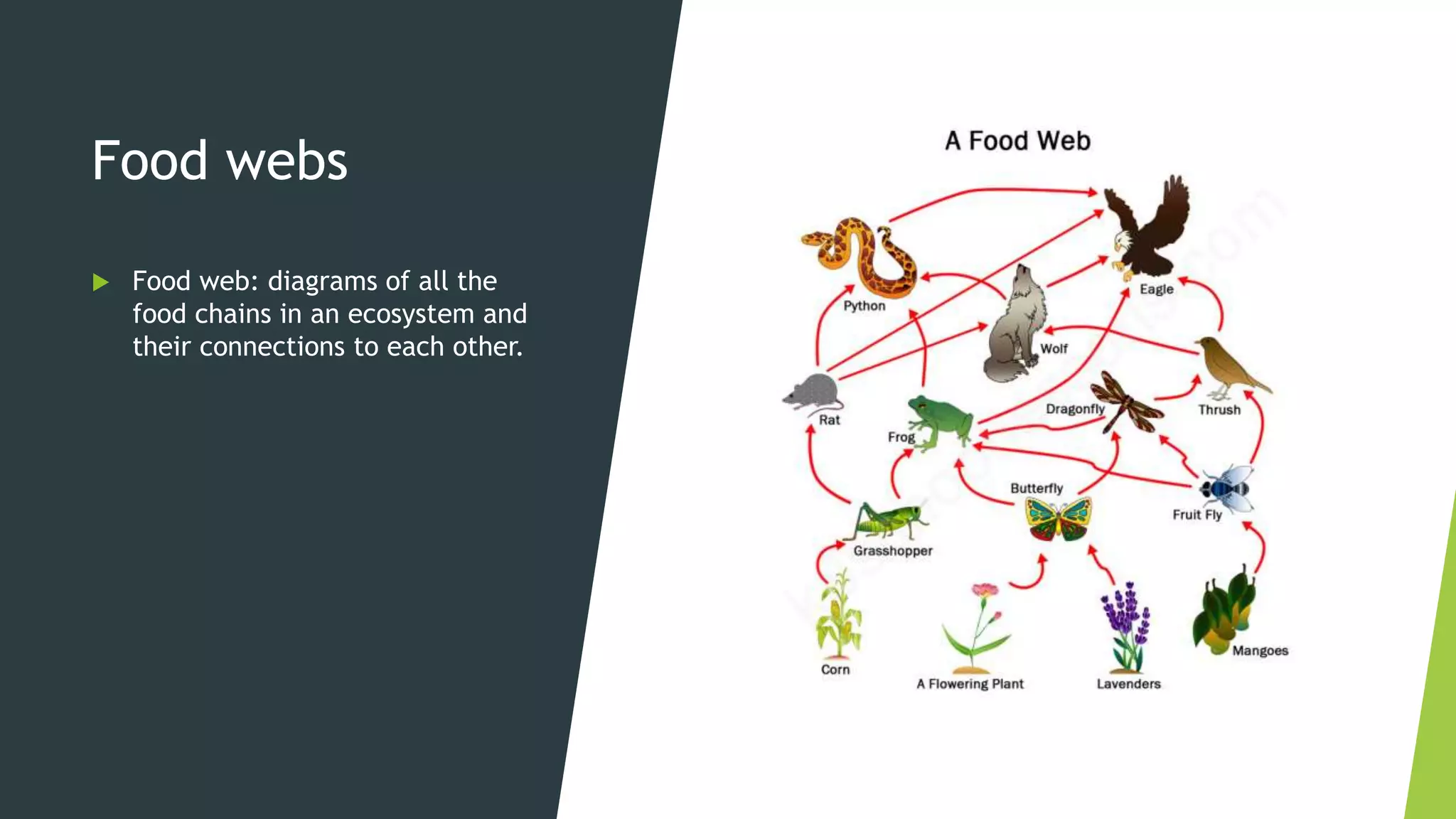 9. ecosystems | PPTX