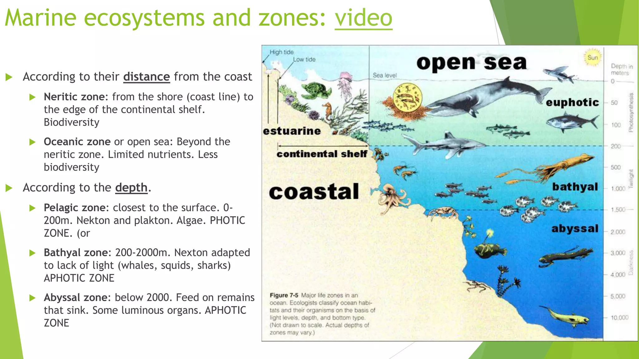 9. ecosystems | PPTX