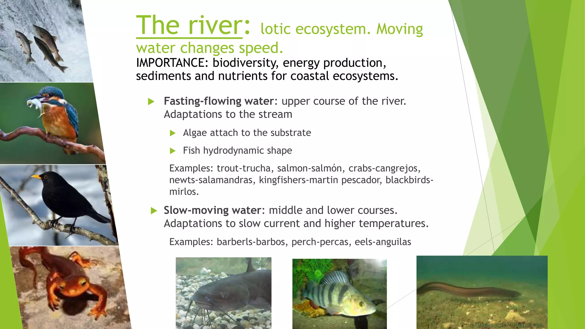 9. ecosystems | PPTX