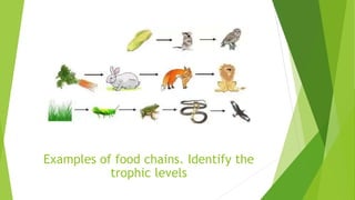 9. ecosystems | PPTX