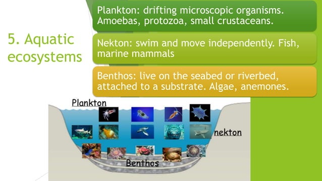 9. ecosystems | PPTX | Geography | Science