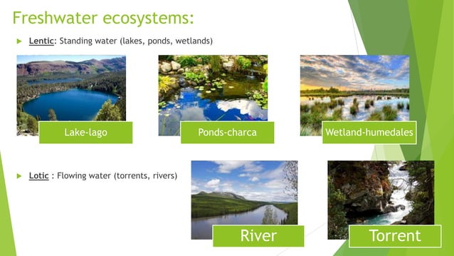 9. ecosystems | PPTX | Geography | Science
