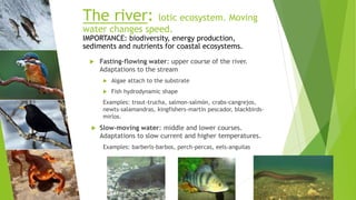 9. ecosystems | PPTX