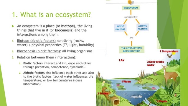 9. ecosystems | PPTX | Geography | Science