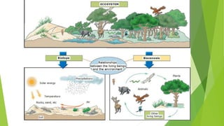 9. ecosystems | PPTX