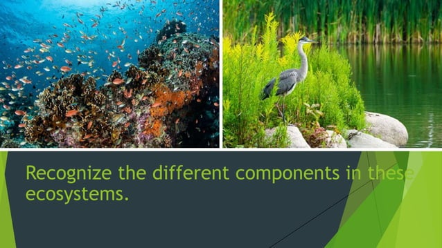 9. ecosystems | PPTX | Geography | Science