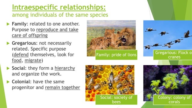 9. ecosystems | PPTX | Geography | Science