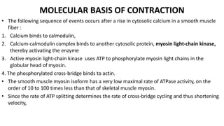 9. smooth muscle lecture 4 | PPTX