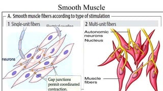 9. smooth muscle lecture 4 | PPTX