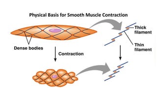 9. smooth muscle lecture 4 | PPTX