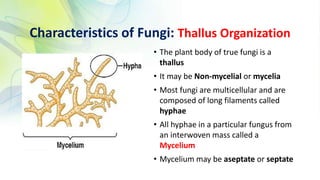 mikologi (introduction kingdom fungi.pdf