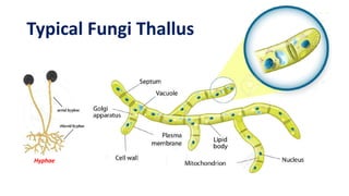 mikologi (introduction kingdom fungi.pdf
