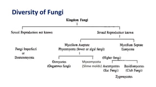 mikologi (introduction kingdom fungi.pdf