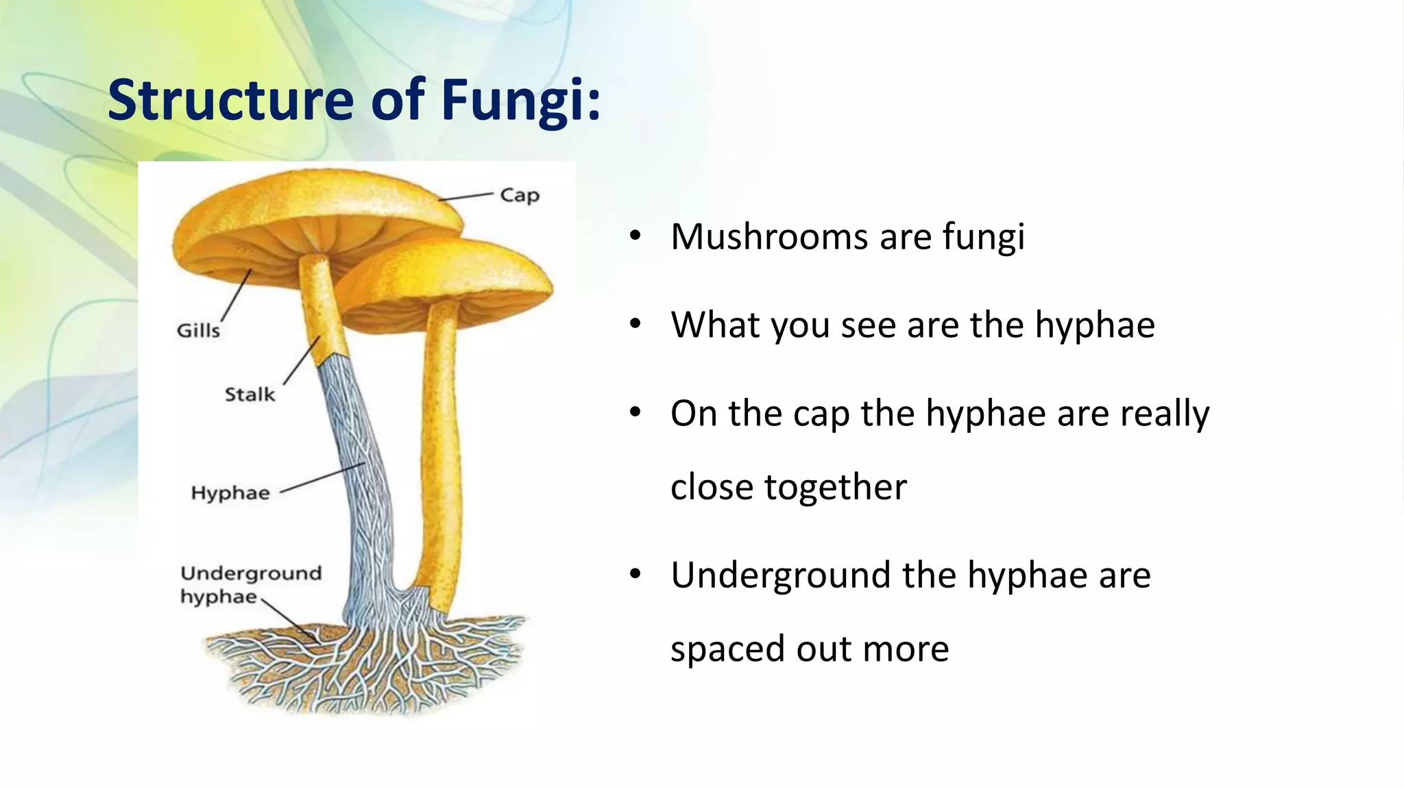 9. introduction to kingdom fungi | PPTX