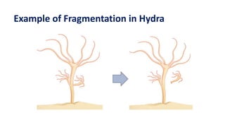 9. introduction to kingdom fungi | PPTX