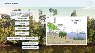 Methane in Coastal Blue Carbon Ecosystem | PDF | Chemistry | Science