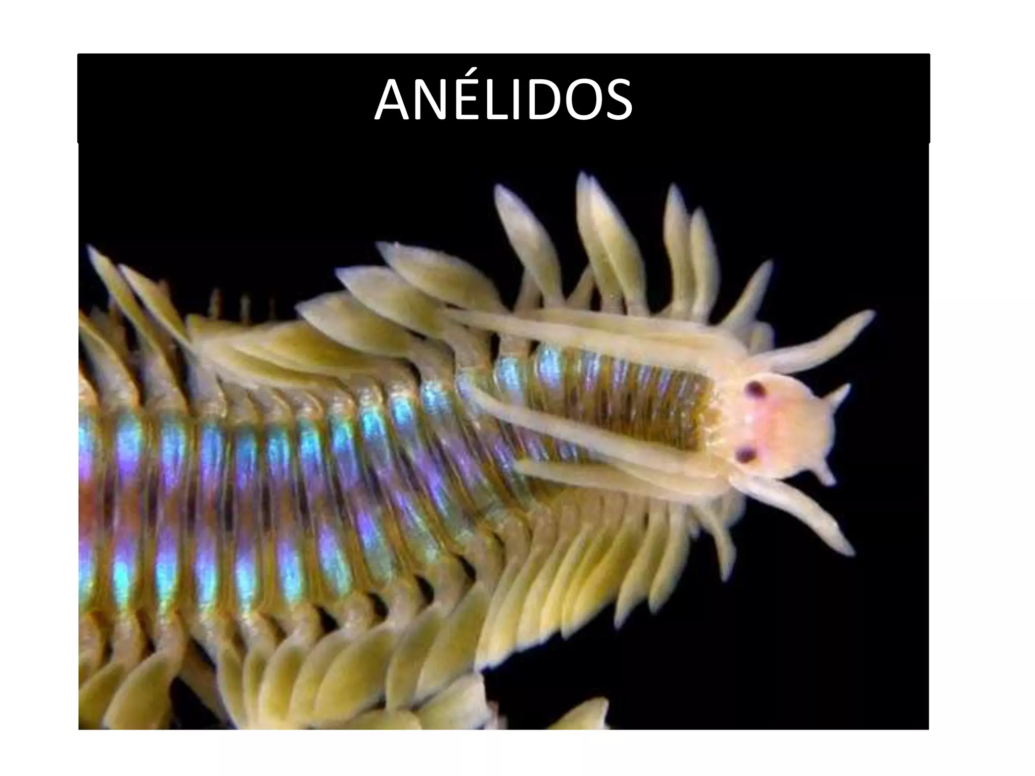 Anélidos: Importancia económica, ecológica y médica | PPT