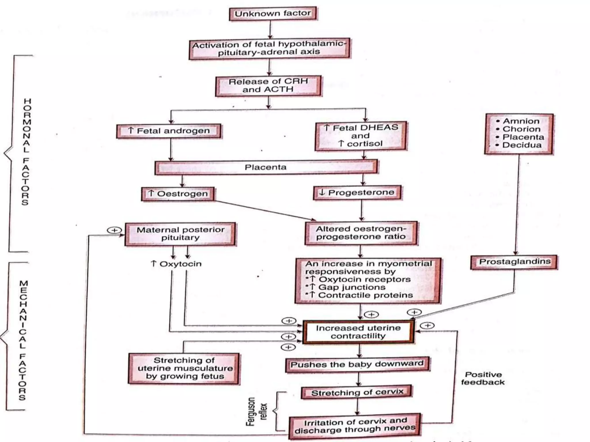 Physiology of Parturition & Lactation | PPTX