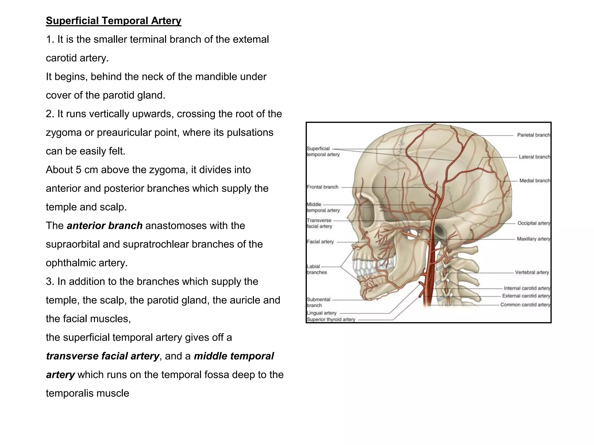 Arteries of carotid triangle | PPTX