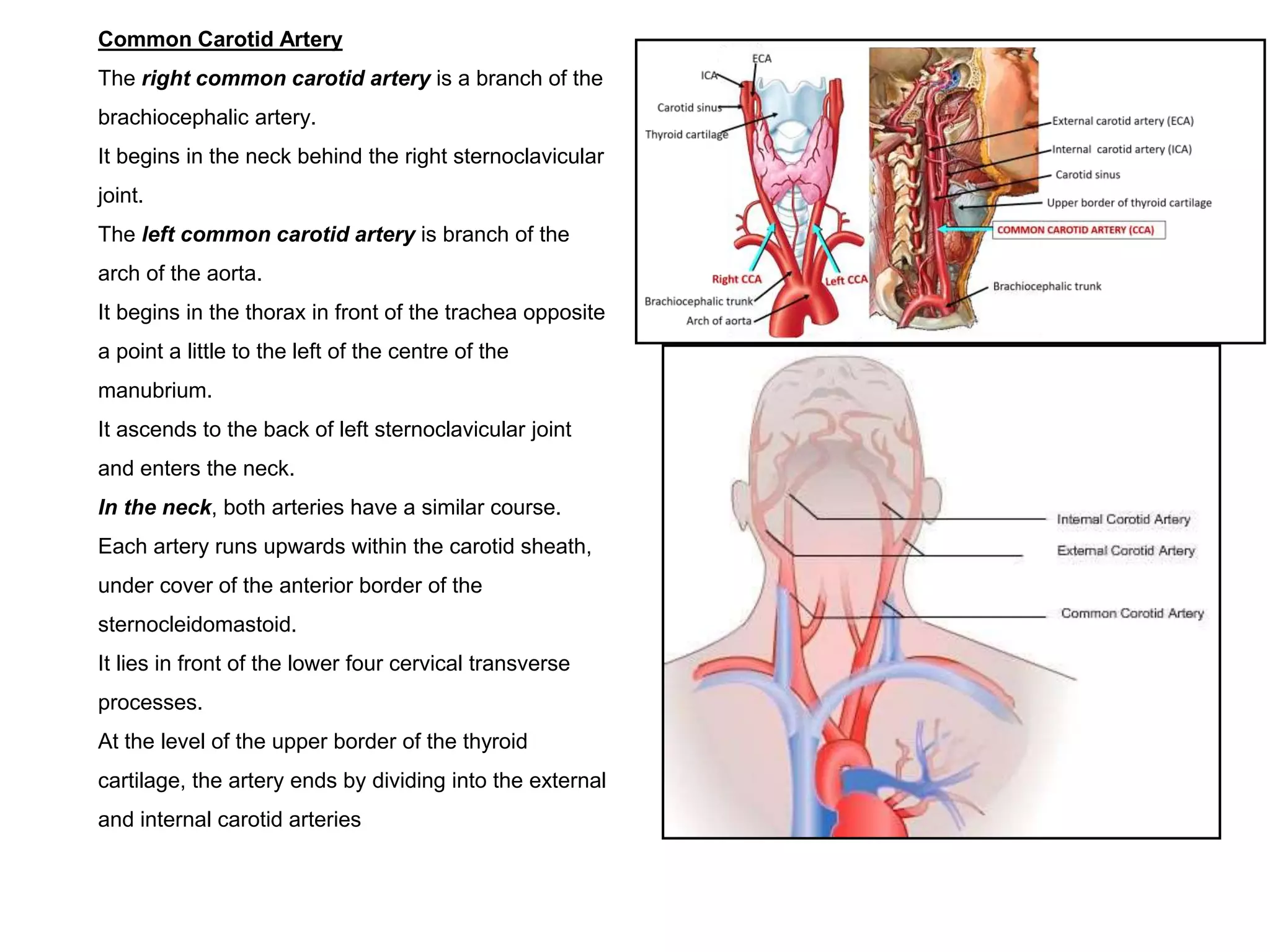 Arteries of carotid triangle | PPTX