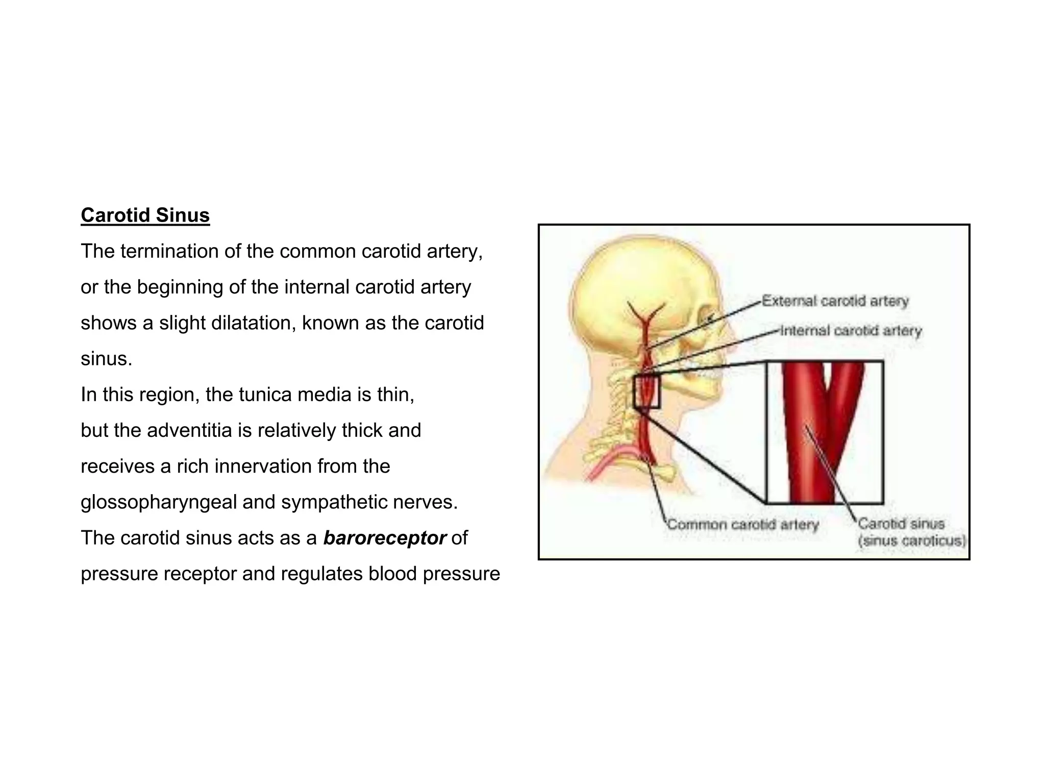 Arteries of carotid triangle | PPTX
