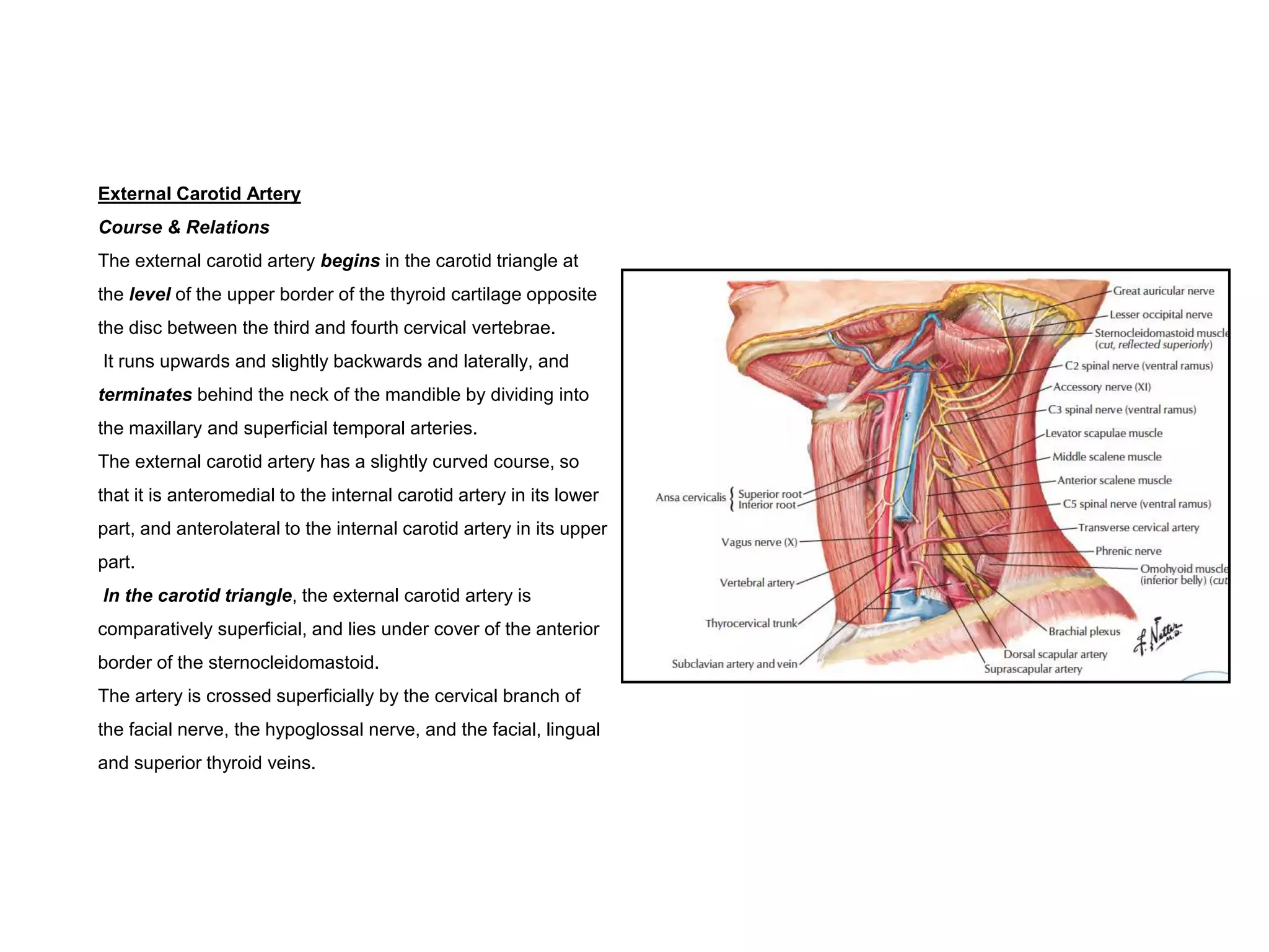 Arteries of carotid triangle | PPTX