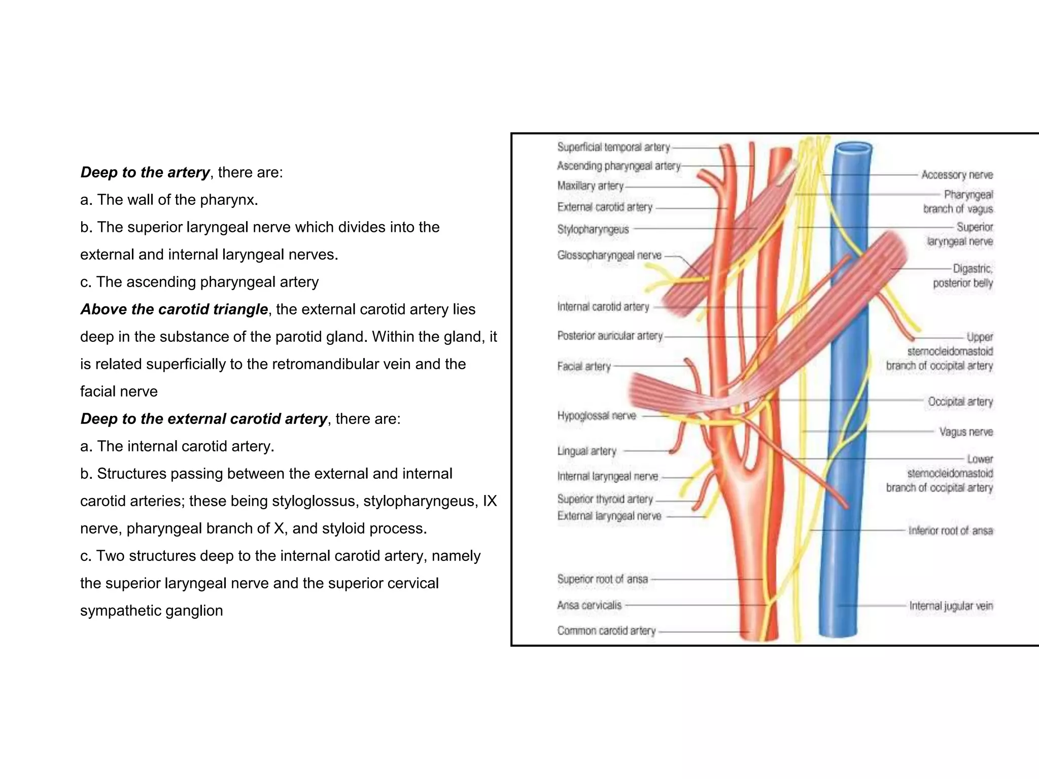 Arteries of carotid triangle | PPTX