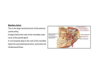 Arteries of carotid triangle | PPTX