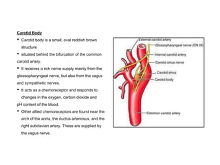 Arteries of carotid triangle | PPTX