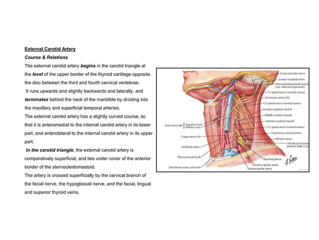 Arteries of carotid triangle | PPTX | Thyroid Disorders | Endocrine and Metabolic Diseases