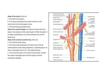 Arteries of carotid triangle | PPTX
